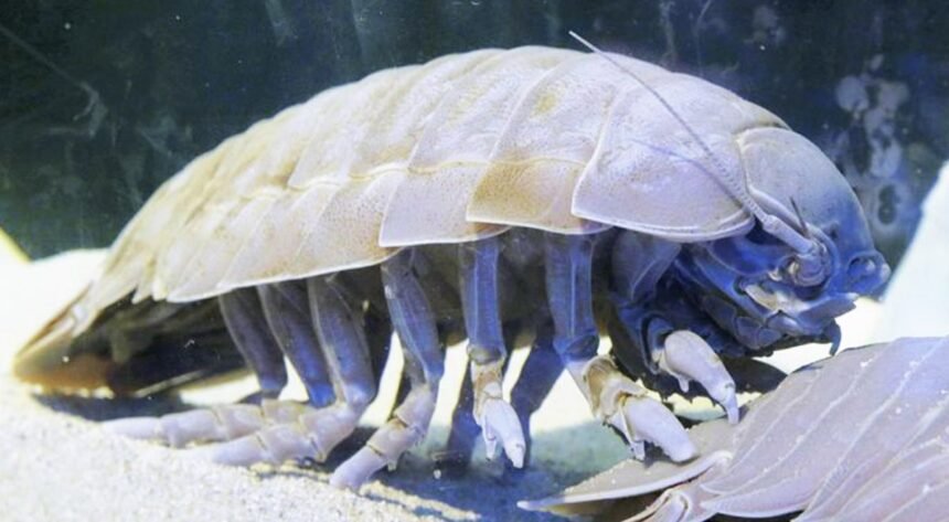 Top 10 lelijkste dieren ter wereld
