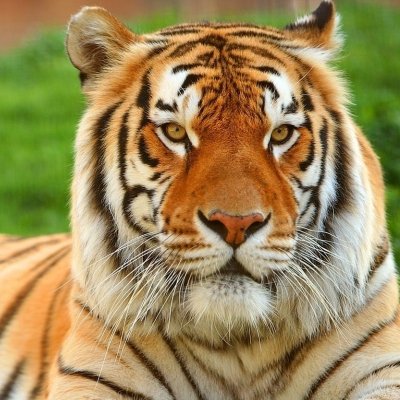 Top tien beste dieren