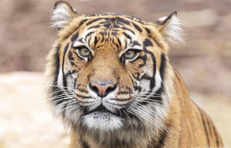 Een top 10 van de mooiste dieren ter wereld