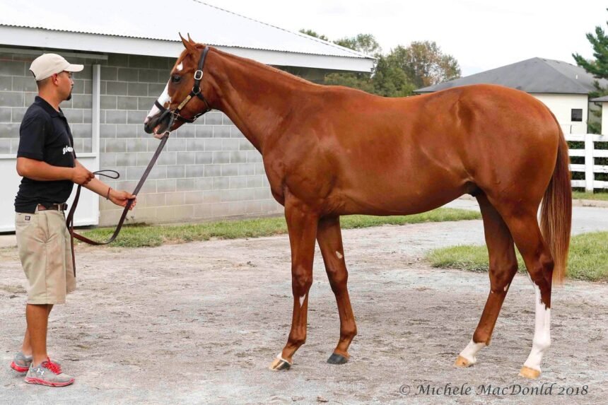 Top van de duurste paarden ter wereld