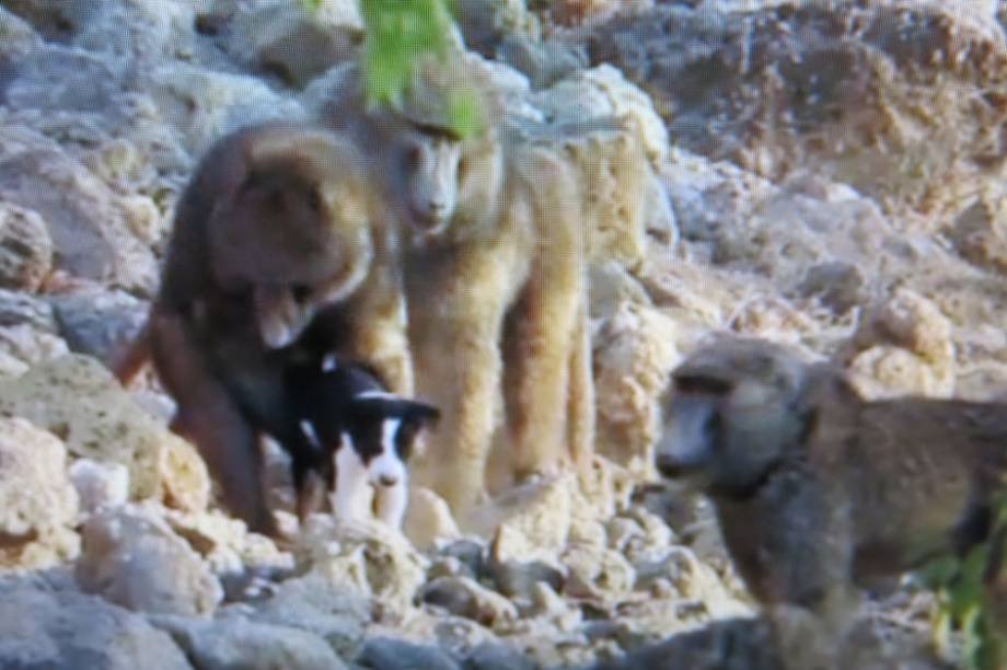 10 rare feiten over honden