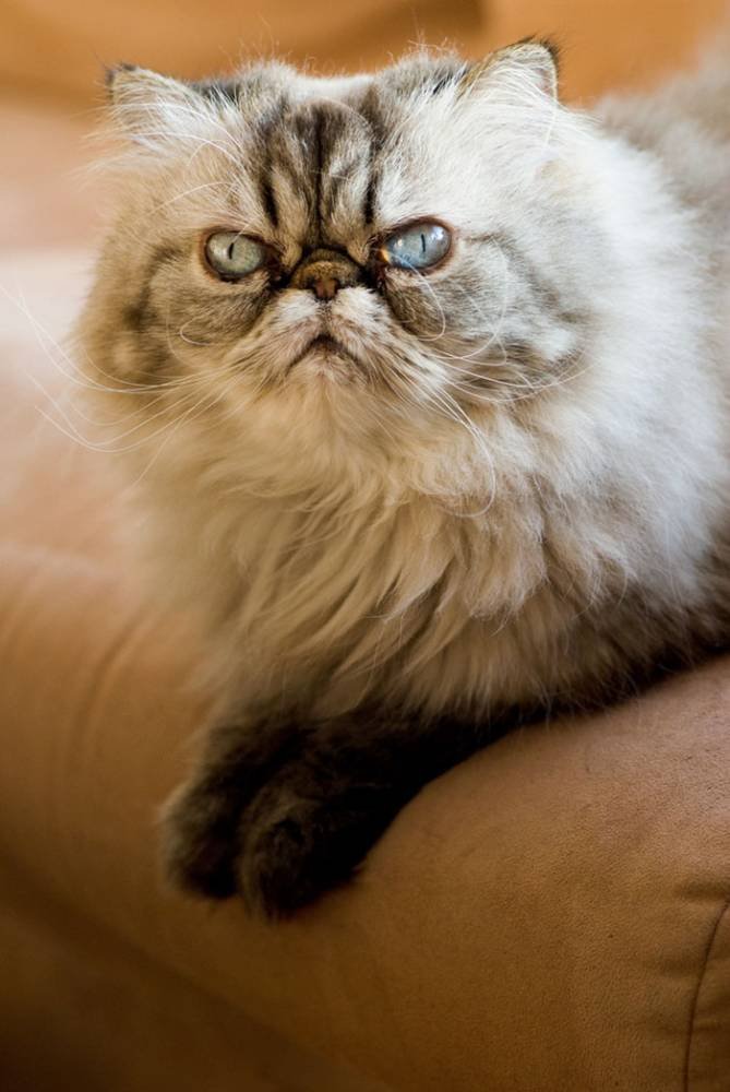 Grappige katten: boze katten