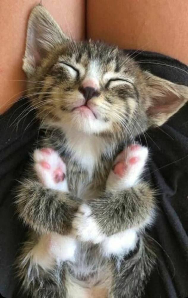 Grappige katten: 20 van de schattigste katten ooit