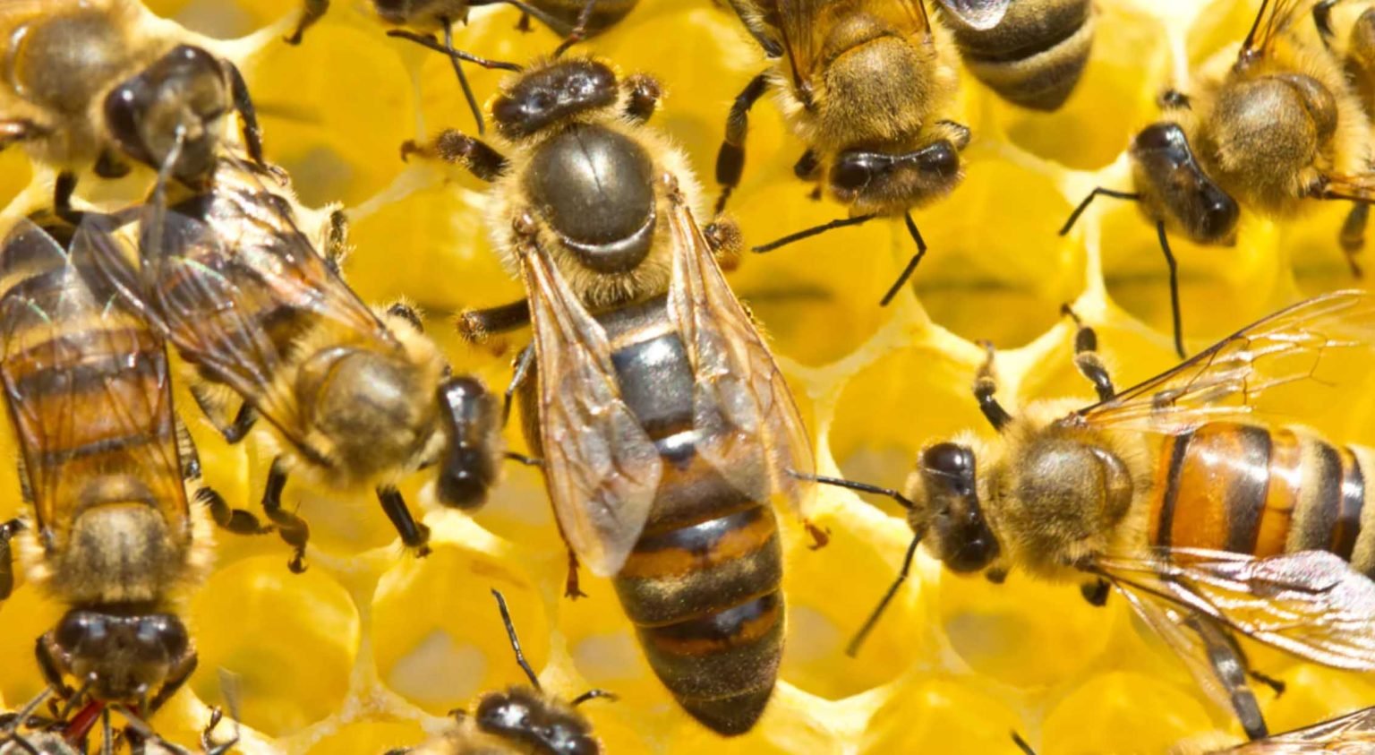 10 leuke feiten over bijen