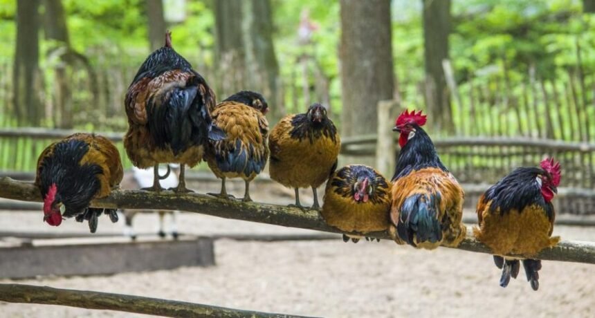 15 leuke weetjes over kippen